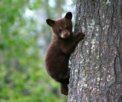 Tiny Trekkers: All About Bears - Henderson | Scene | southernminn.com