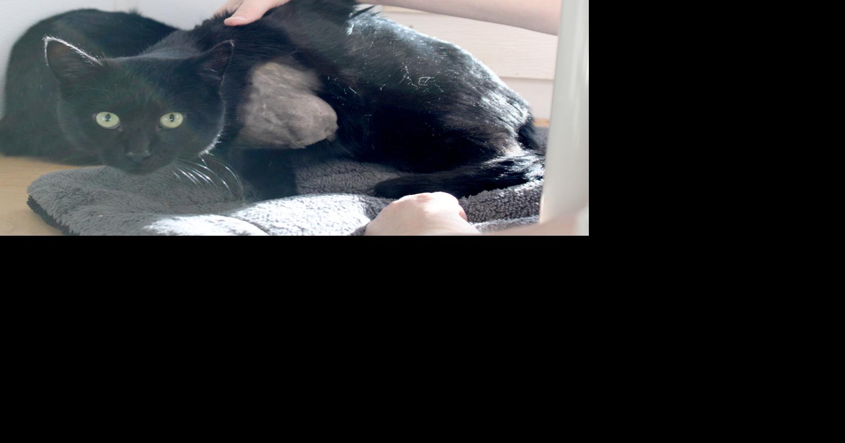 Warm engines can put cold cats at risk | News | southernminn.com