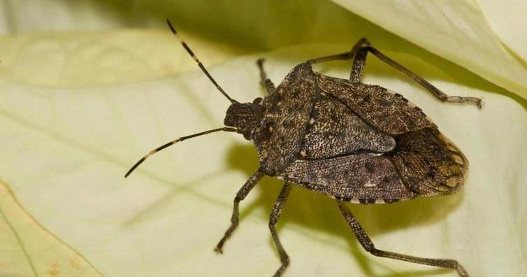 The brown marmorated stink bug is spreading in Minnesota. Here's what ...