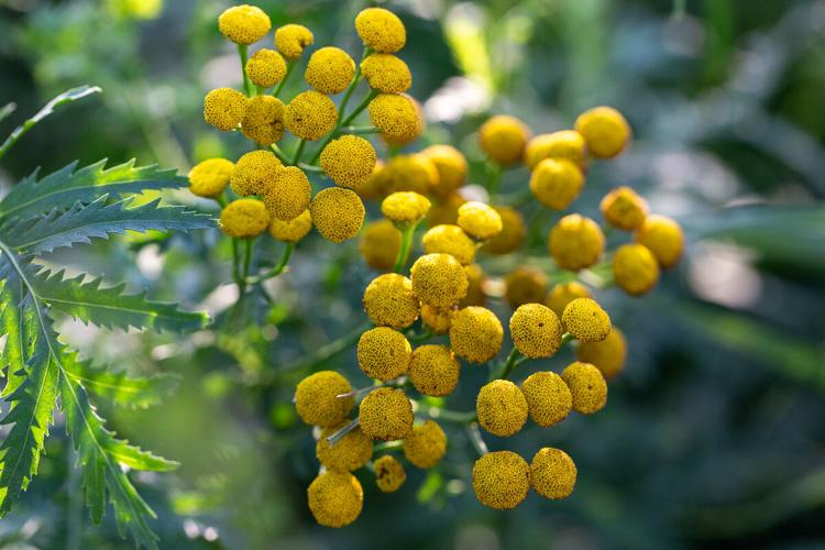 Minnesota’s invasive tansy spread impacted by land use | News ...