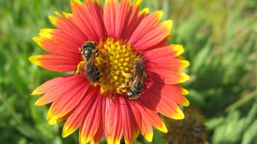 More than one-third of our food relies on bees. Minnesota bee lawns aim ...