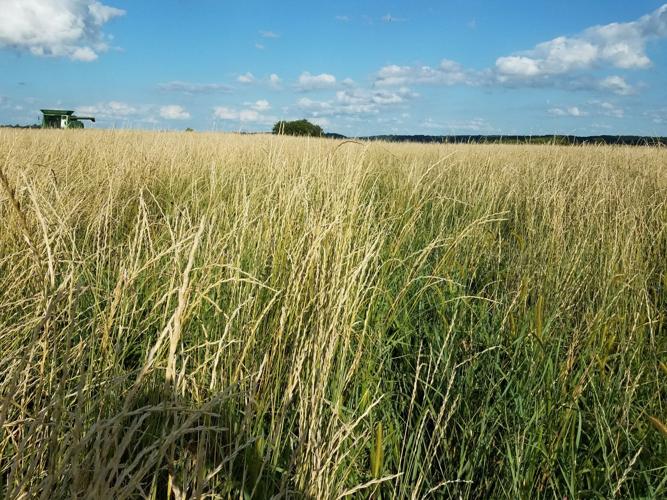 Perennial grain crop – Kernza – connects local farmers and brewers ...