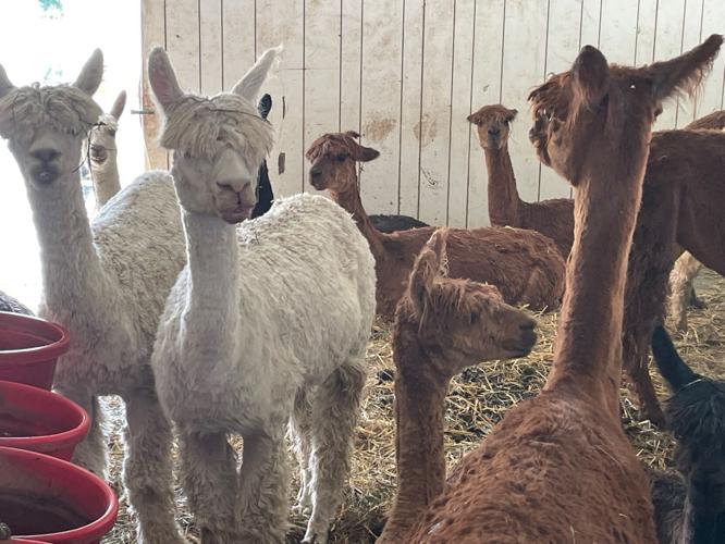 Red Gate Alpaca Farm wins national breeding, fleece awards | News ...
