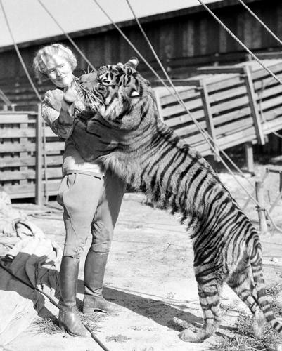 Mabel, Mabel, tiger tamer | Community | southernminn.com