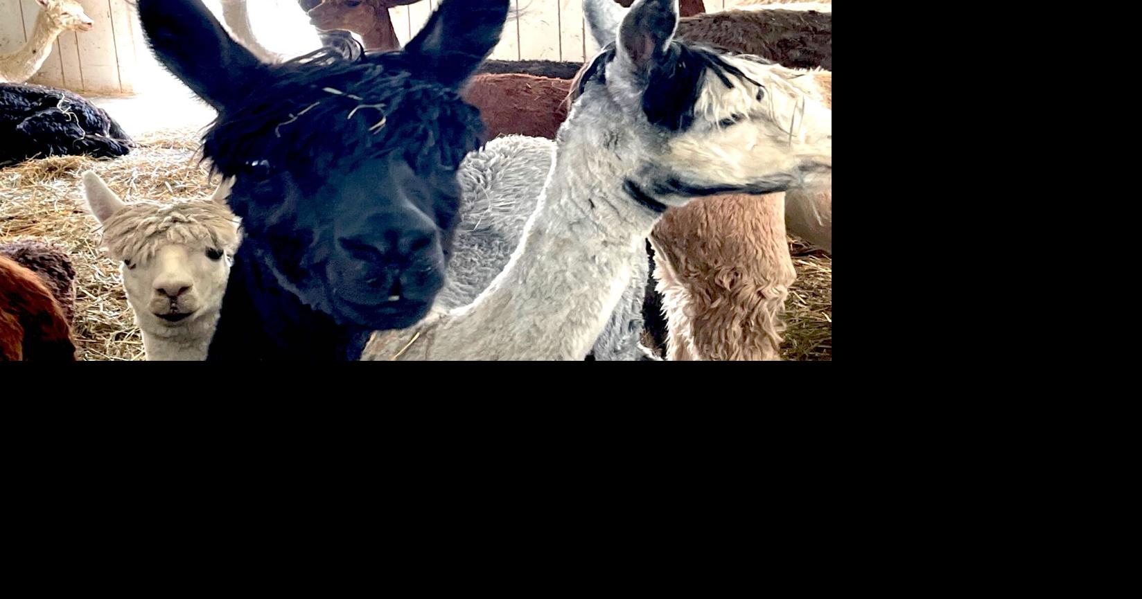 Local alpaca farm wins national breeding, fleece awards | News ...