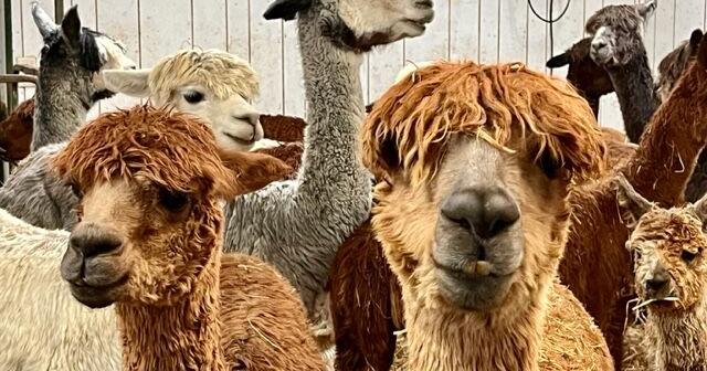 SCENE - Rants and Raves: Red Gate Alpaca Farm | Southern Minn Scene ...