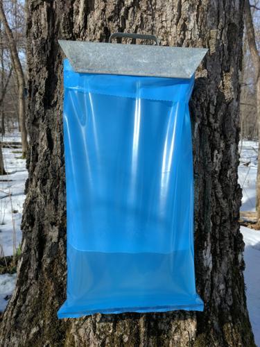 River Bend collects 600 gallons of sap, plans to sell maple syrup ...