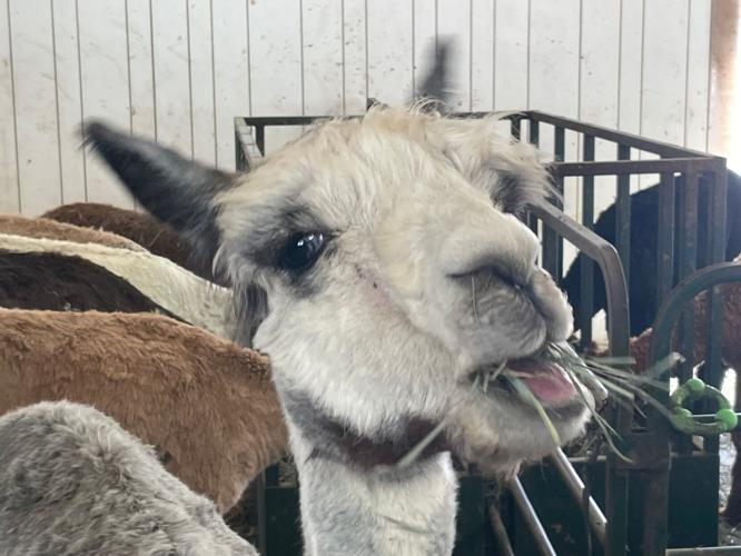 Red Gate Alpaca Farm wins national breeding, fleece awards | News ...