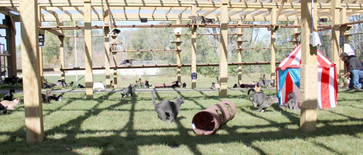 PHOTOS: Cats at Furball Farm have new outdoor playground | News ...