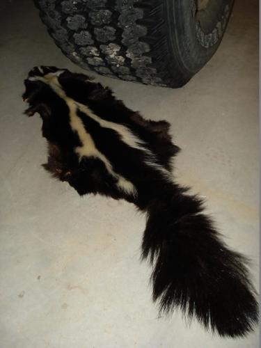 Springtime skunks look for love in all the wrong places | Opinion ...