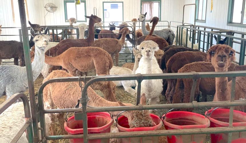 Local alpaca farm wins national breeding, fleece awards | News ...