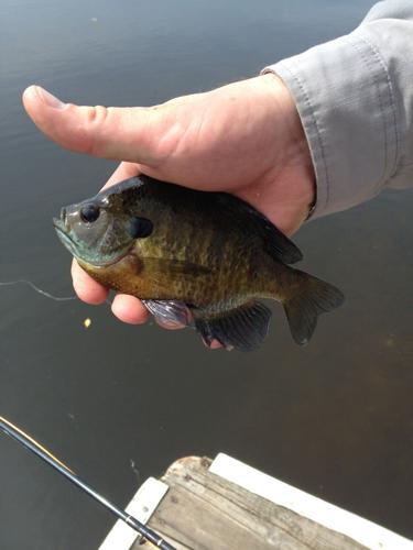 507 OUTDOORS: Summer panfish moments | State | southernminn.com