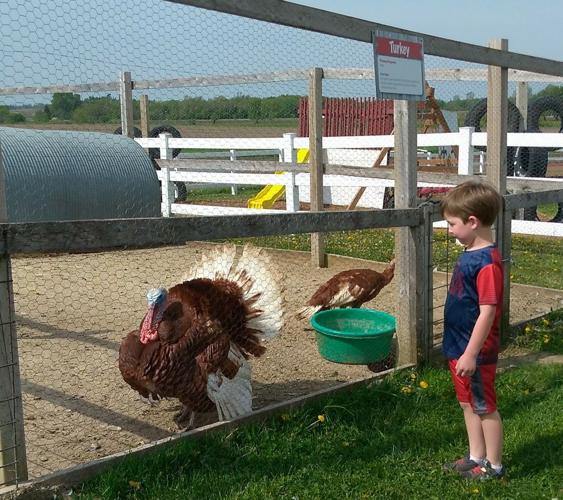 SCENE (ANIMAL ISSUE) - Animal farms to visit in Southern Minnesota ...