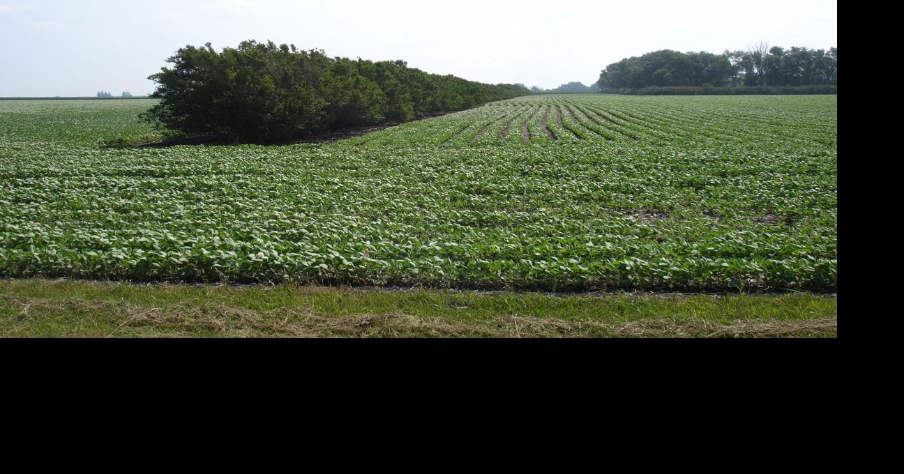 Windbreak and Crop Yield Study | Community | southernminn.com