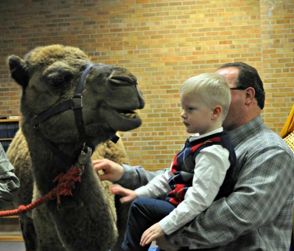 GALLERY: Nick the camel visits St. Peter church | News | southernminn.com