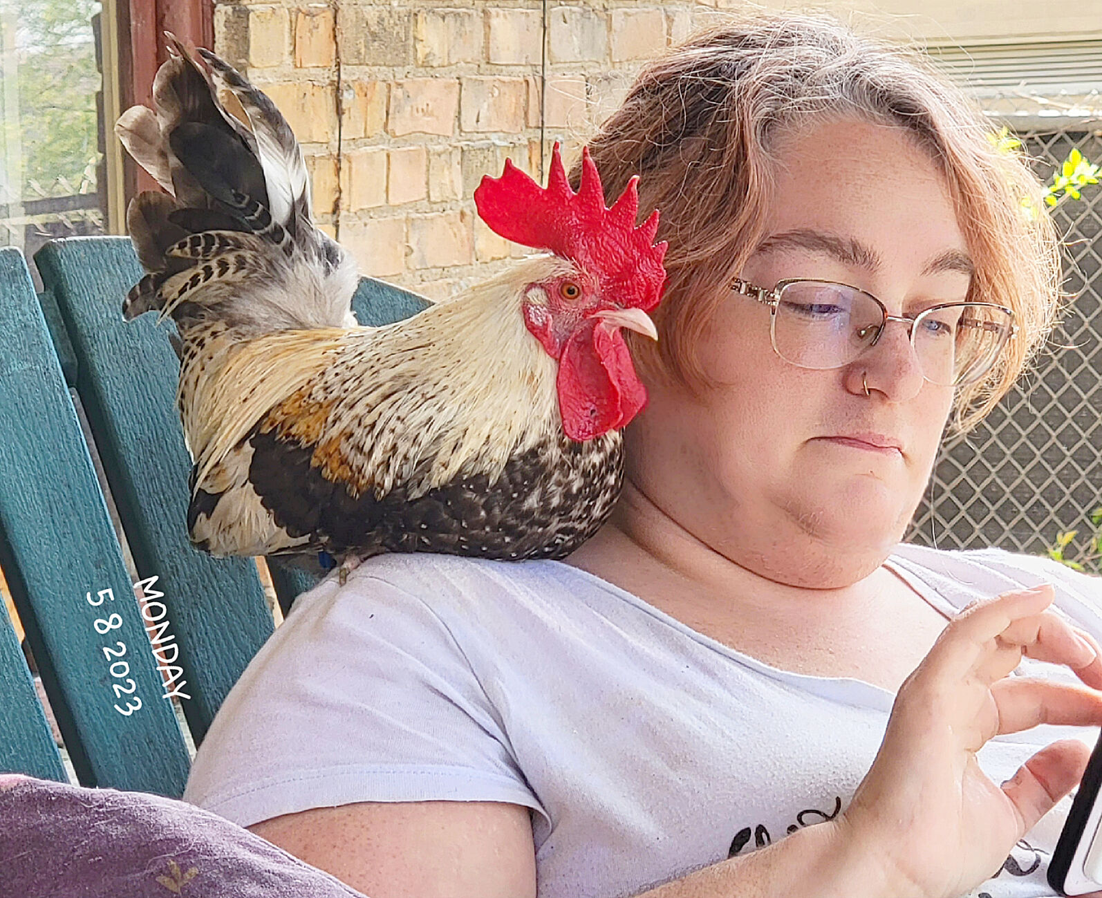 THE PECKING ORDER: Owatonna looking at proposed ban of roosters in city ...