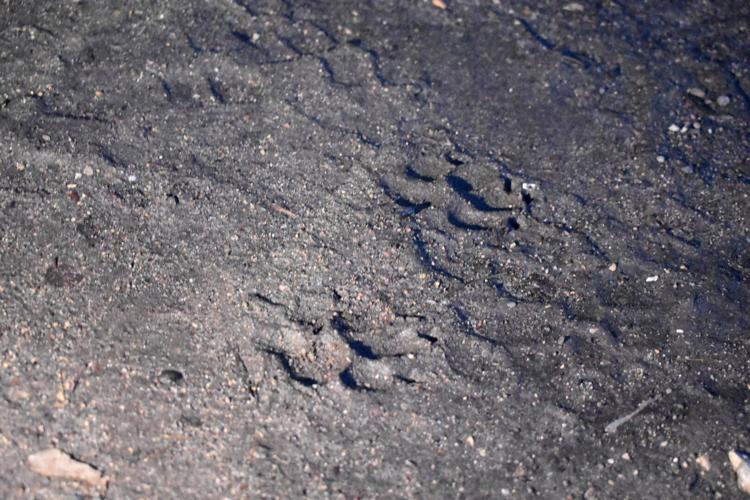 Proposed state trail's proximity to home worries Dundas family | News | southernminn.com