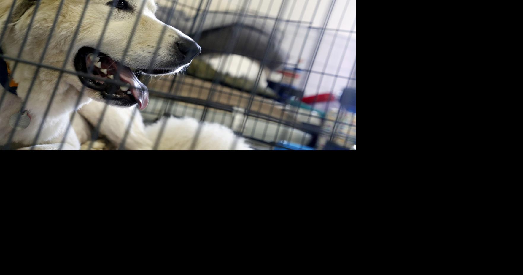 Stray animal protocol varies throughout Rice County | News ...