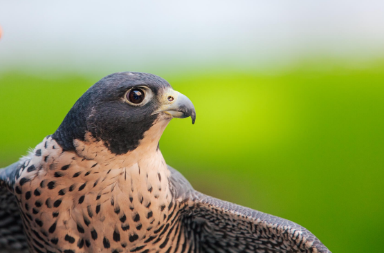 New falcon program coming to SCFF | News | southernminn.com