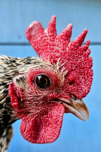 THE PECKING ORDER: Owatonna looking at proposed ban of roosters in city ...