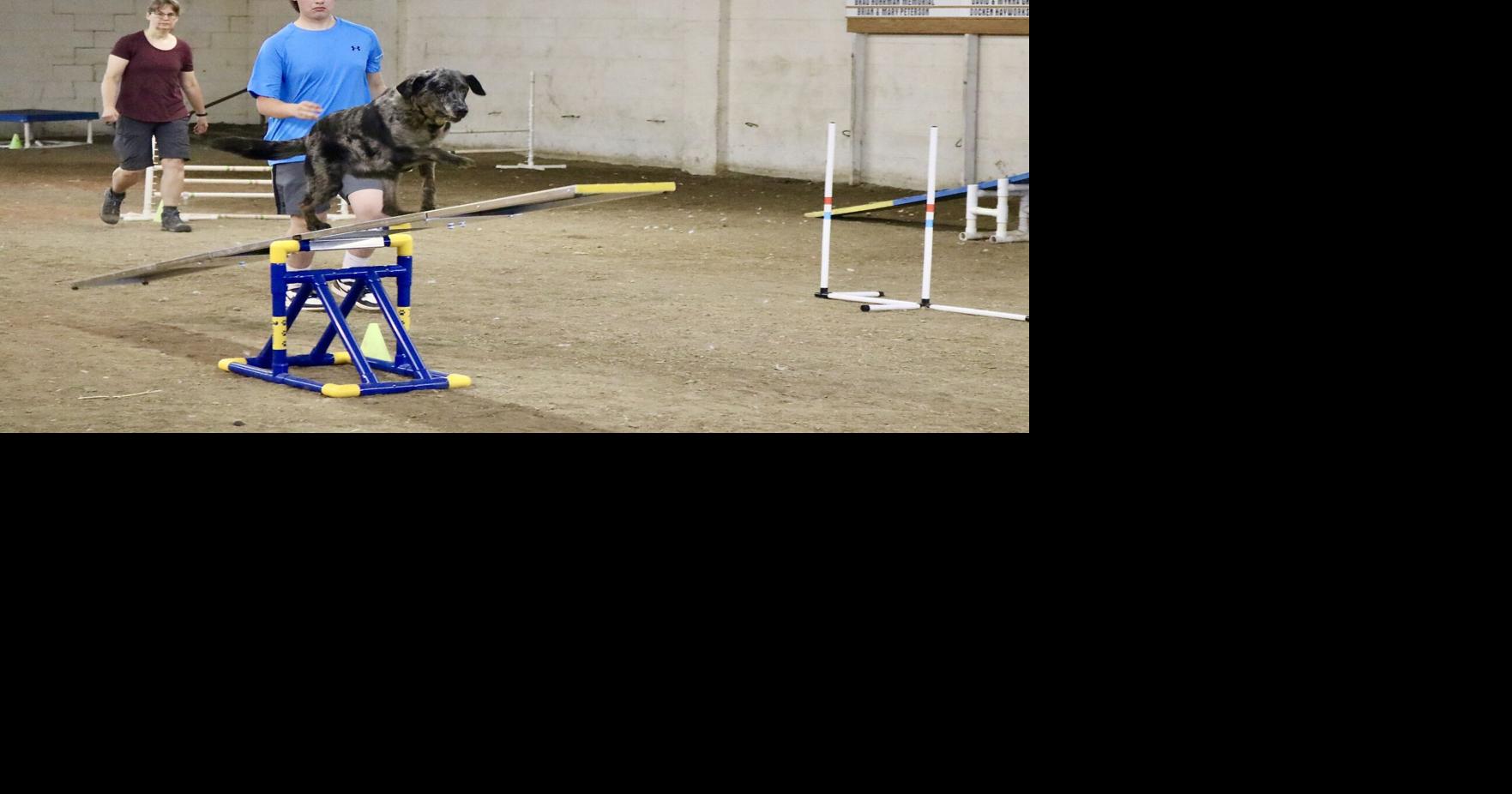 SUPER DOGS: Canines compete in agility course for 4-H dog project ...
