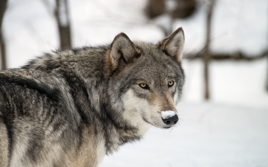 507 OUTDOORS: Wolves, the protected predators | Opinion | southernminn.com