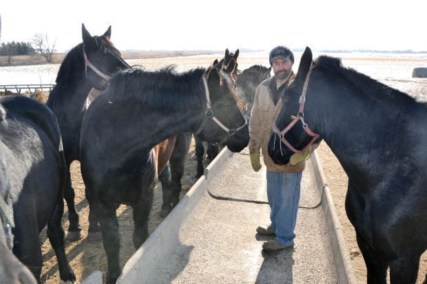 The Pittman’s Percherons | Owatonna Peoples Press | southernminn.com