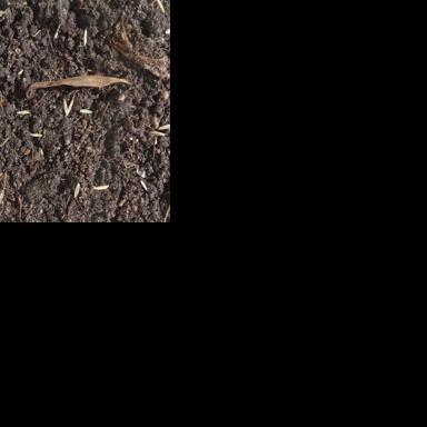 Dormant seeding bee lawns | Community | southernminn.com