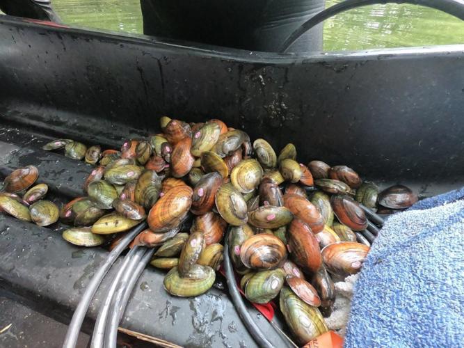 DNR: Mussels reintroduced into southern Minnesota rivers 'doing well ...