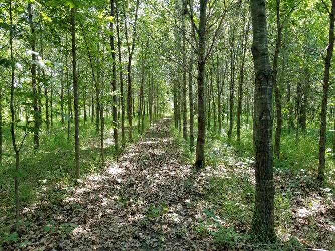 Stanglers win Rice County Forest Stewardship award | Community ...