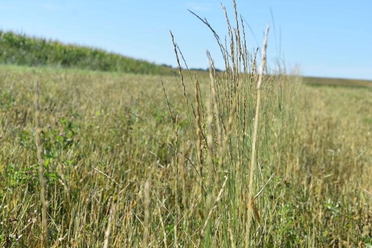 Field outside St. Peter produces first Kernza crop in county | News ...
