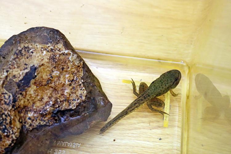 Library teaching kids with animal morphing display | News ...