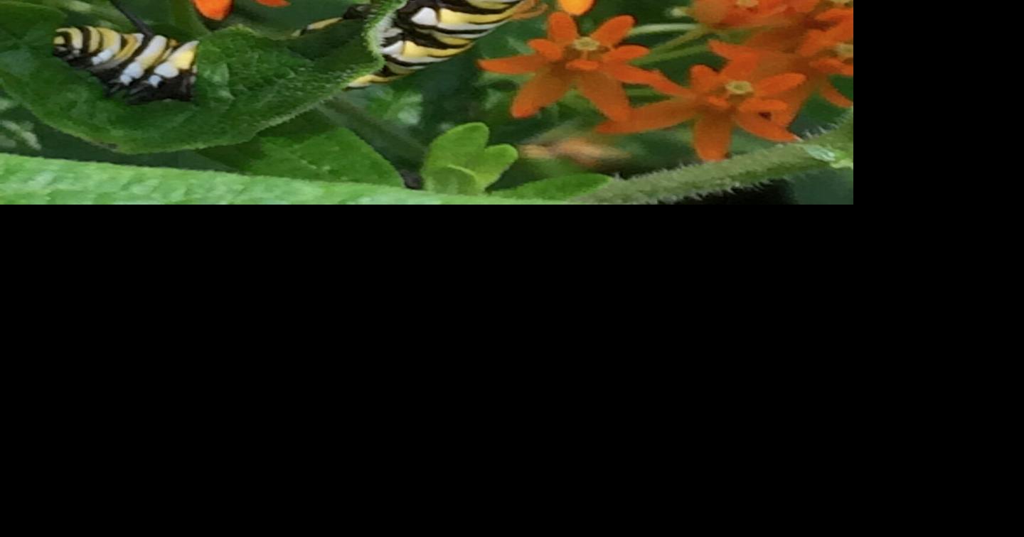 Pollinators exhibit returns to corridor | Museums | southernminn.com