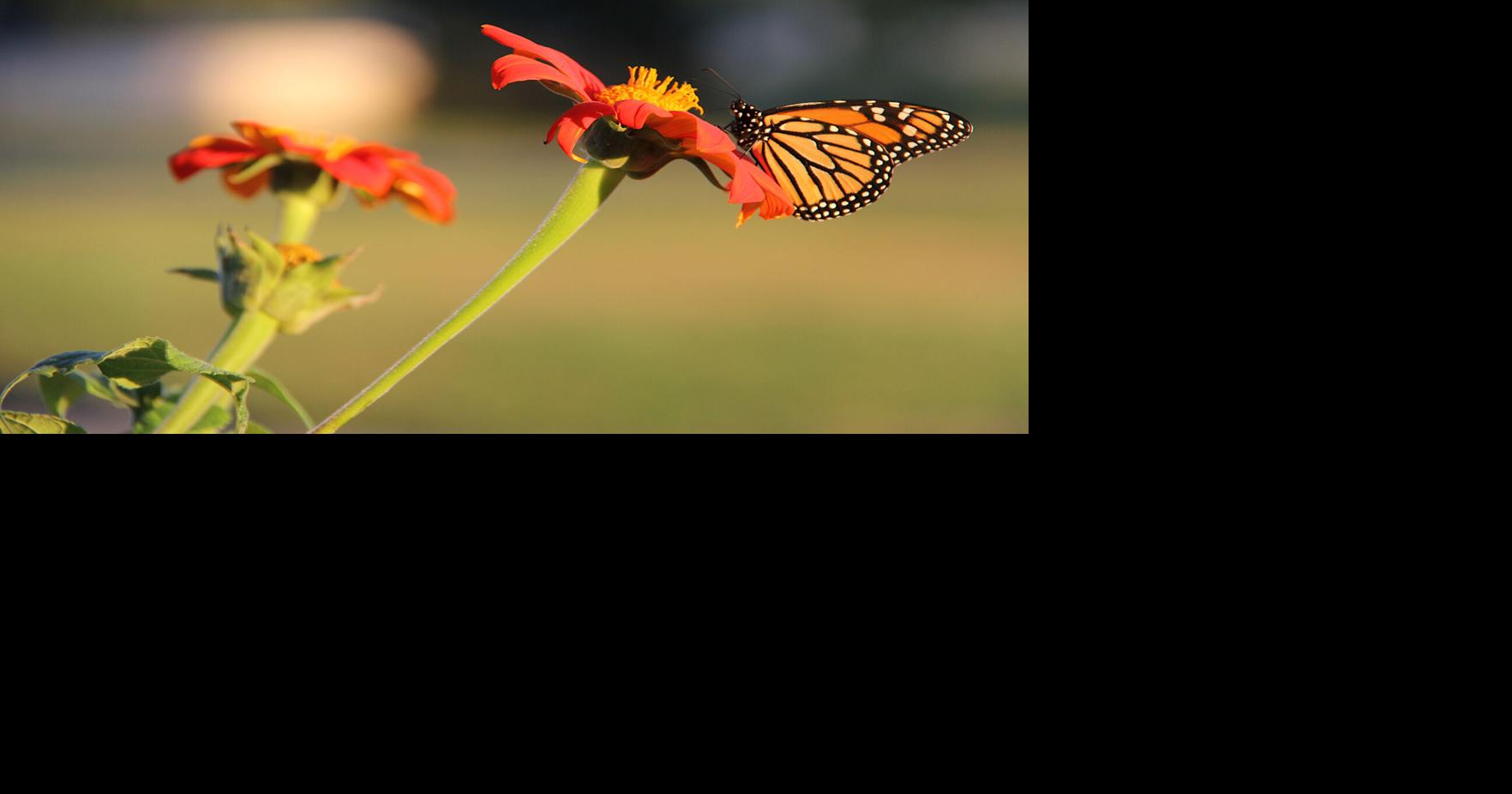 MN PRAIRIE ROOTS: Art, history and laughter at the Paradise | Community ...