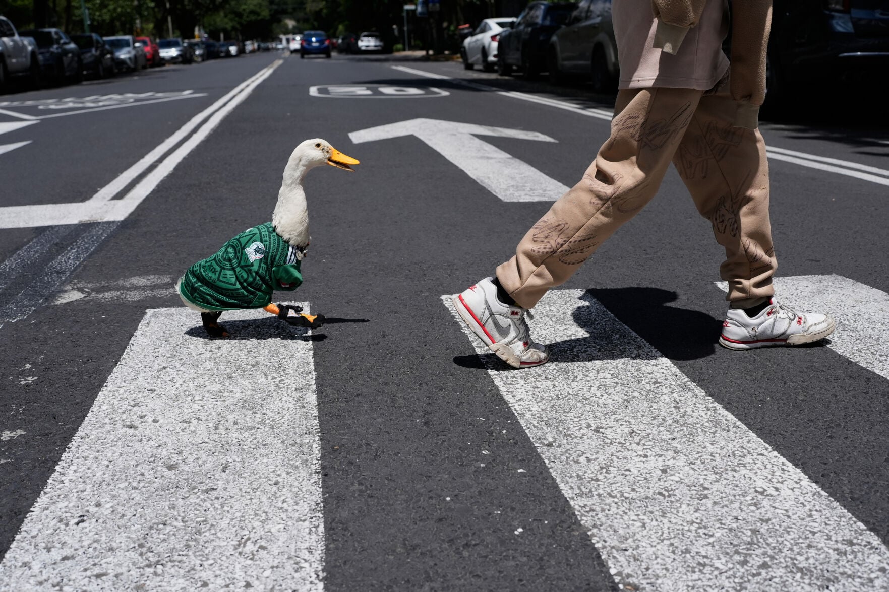Meet Merlin the duck, a Mexico City streetside regular turned World Cup ...