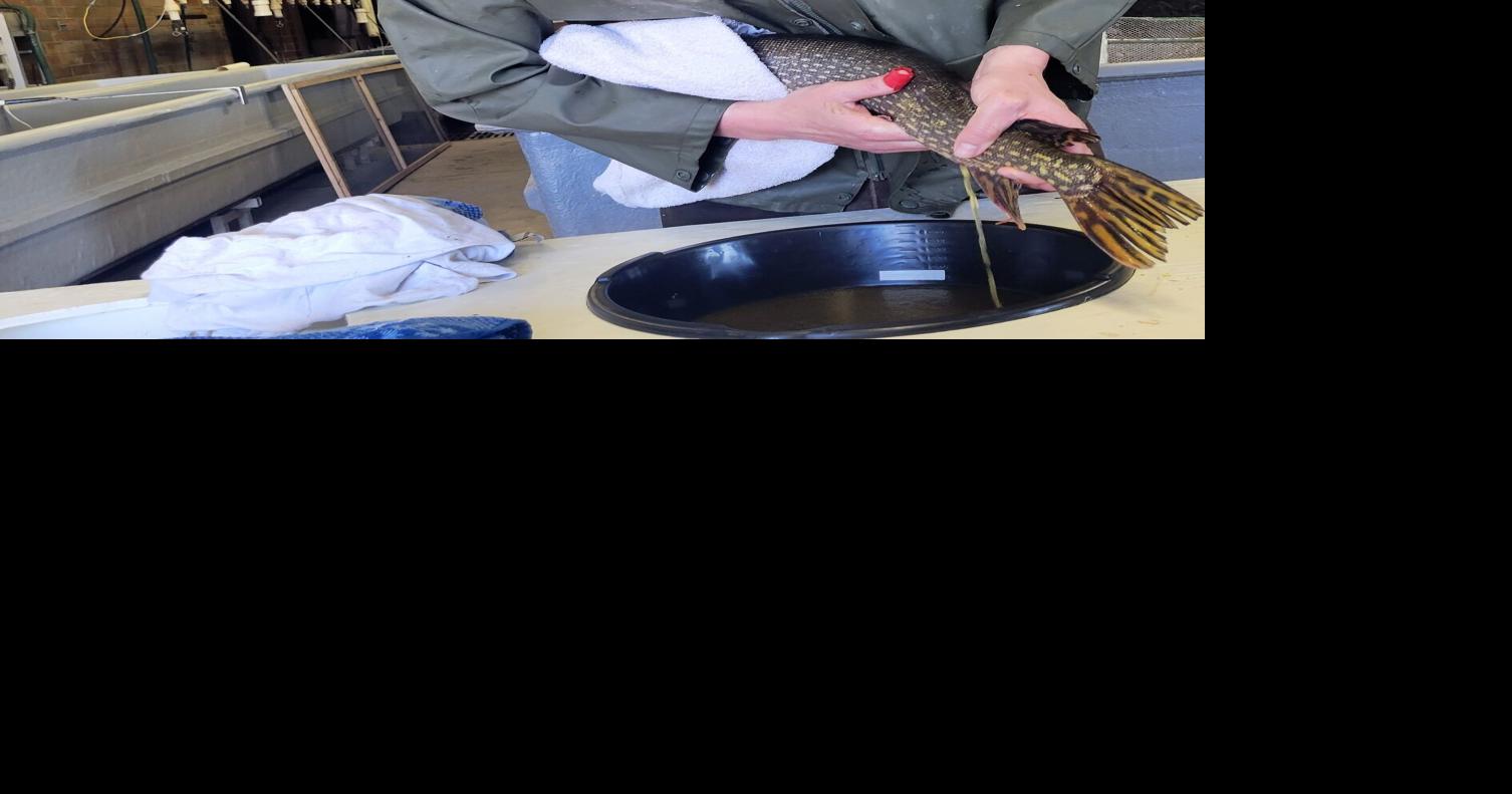 DNR jump starts northern pike spawning | Sports | southernminn.com