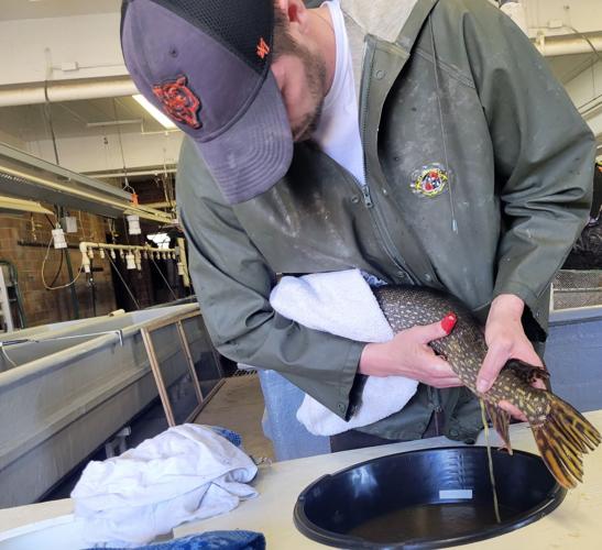 DNR jump starts northern pike spawning | Sports | southernminn.com