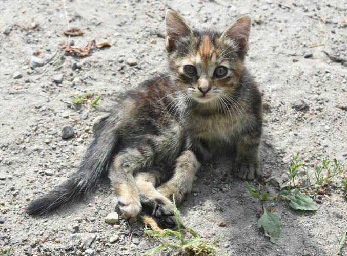 CENTURY FARMS: Cordes preserves lifelong home, old traditions on ...