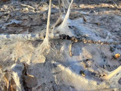 Winter effects linger on lawns: Unsightly mold and gnawed trees | State ...