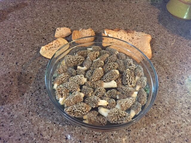 507 OUTDOORS: Morels are now in season | Opinion | southernminn.com