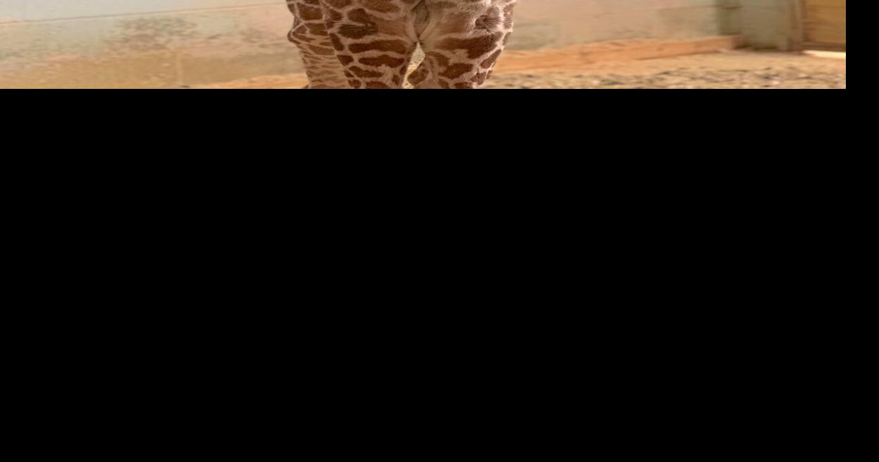 Como Zoo welcomes baby giraffe | State | southernminn.com