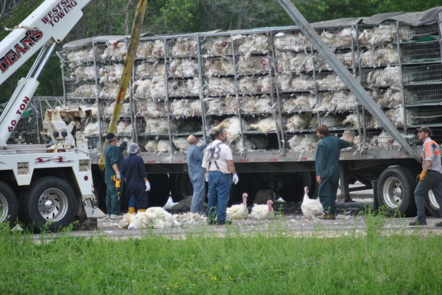 Truck hauling live turkeys tips over at busy Faribault intersection ...