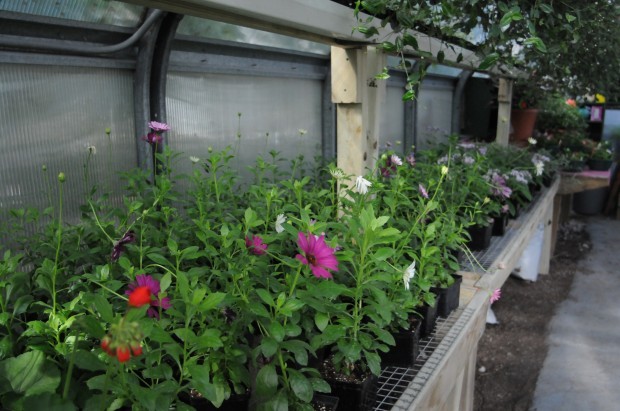 Rice County Activity Center's annual greenhouse to open Tuesday | News ...