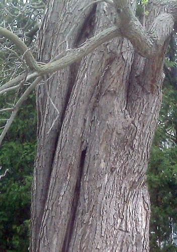 MYSTERY SHOT: Where's that in Steele County? | Owatonna Peoples Press ...