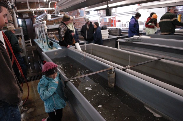 Waterville Area Fisheries produce more than 50 million eggs for ...