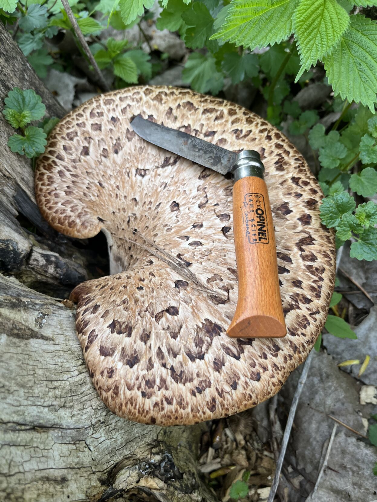 507 OUTDOORS: Morels are now in season | Opinion | southernminn.com