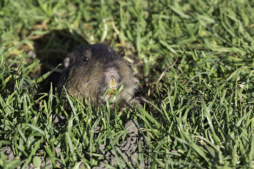Pocket Gophers: A spring problem | Opinion | southernminn.com
