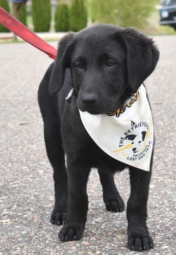 The Retrievers take to the air to improve their success finding lost ...