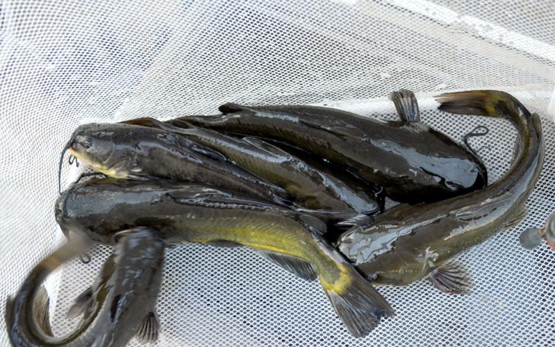 Minnesota River catfishing is worth the weight | Sports | southernminn.com