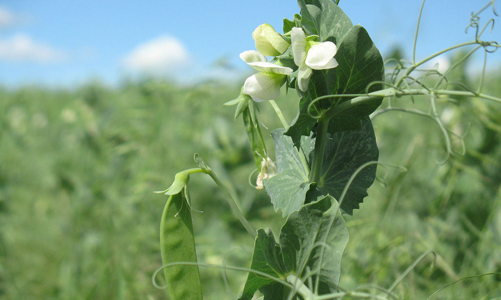 Dry peas: A crop whose time has come? | State | southernminn.com